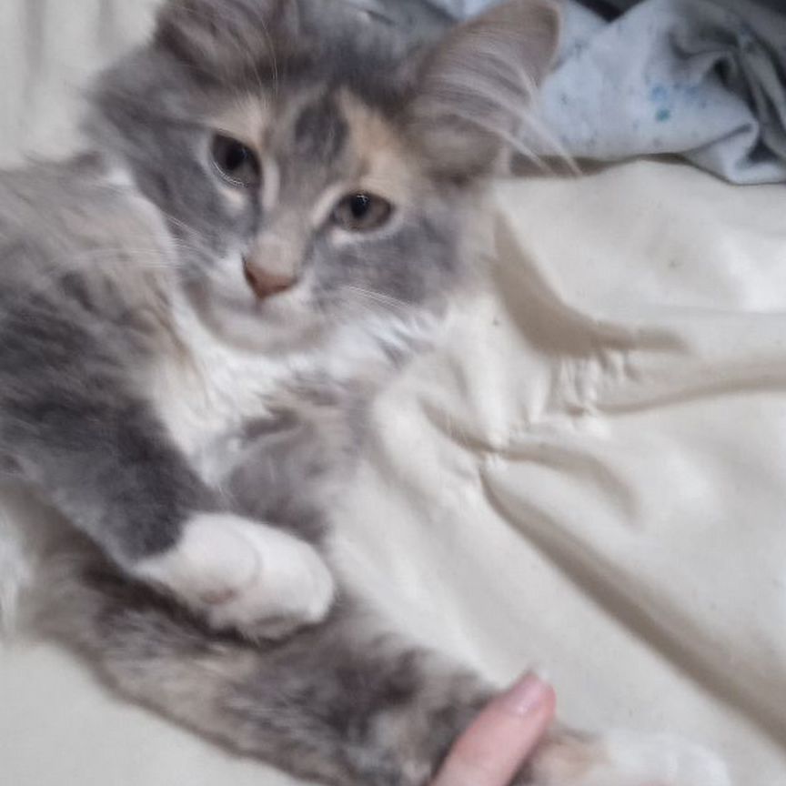 Котёнок от частного владельца