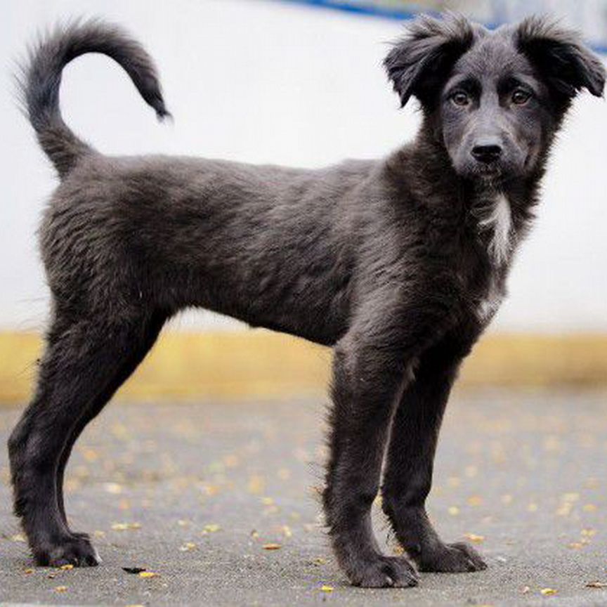 Щенок в добрые руки