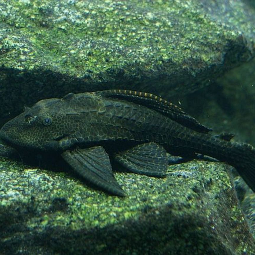 Птерегоплихт