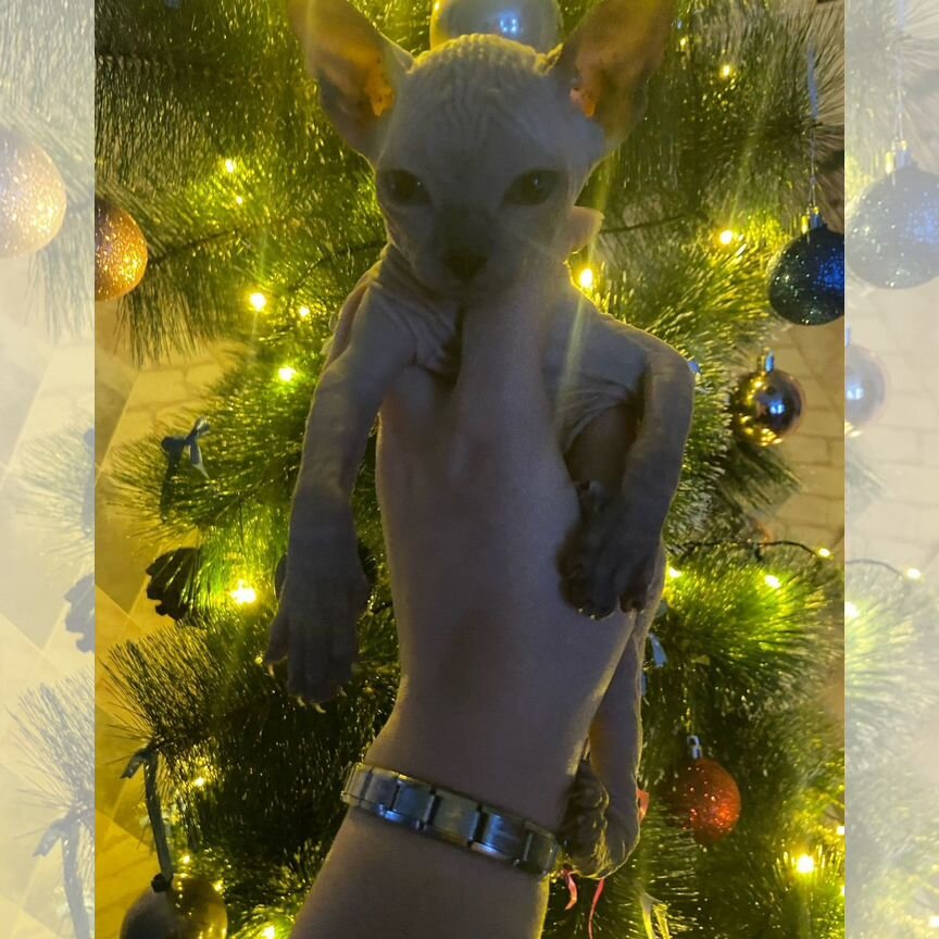 Донской сфинкс котёнок