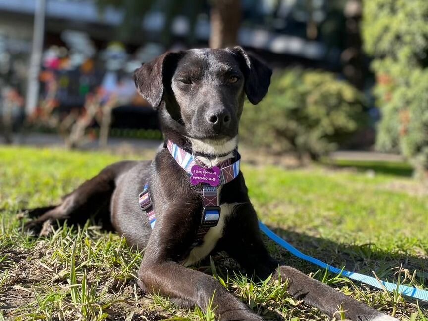 Собака малышка в добрые руки