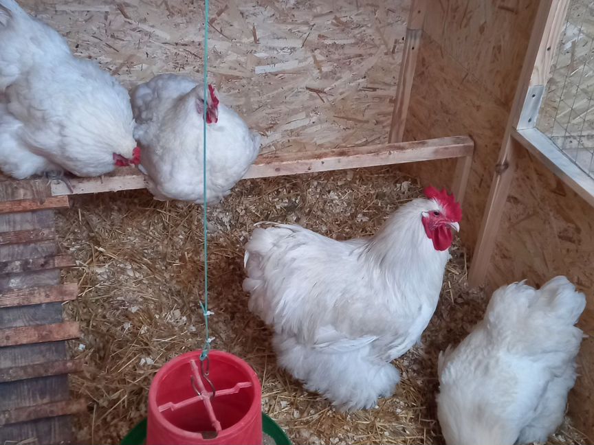 Породная птица