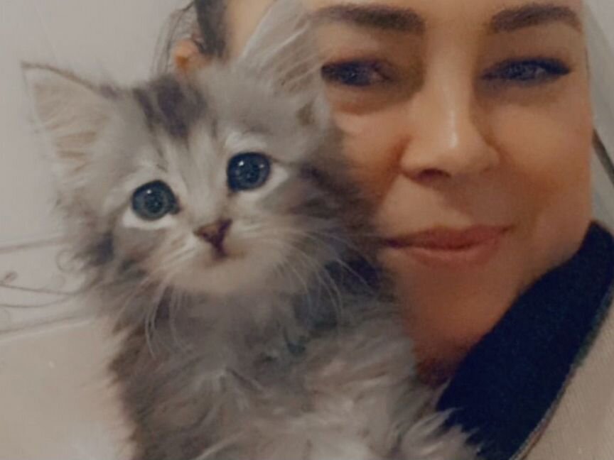 Кошка в дар