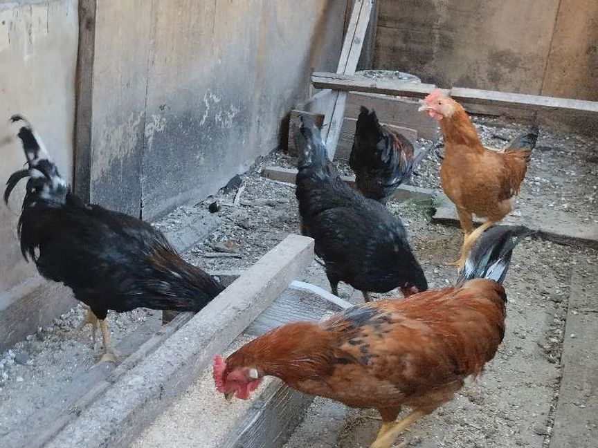 Петушки Бентамки