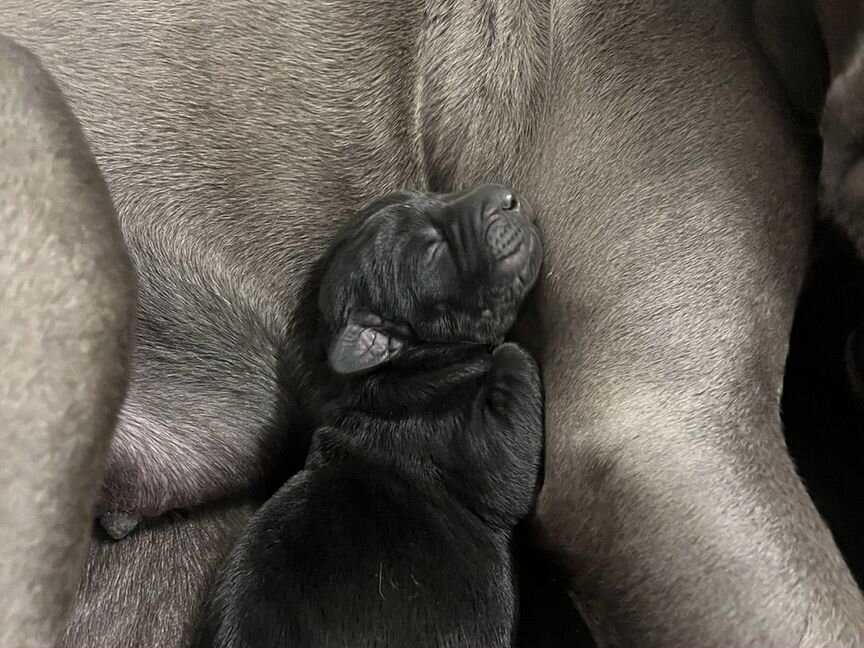 Щенки кане корсо