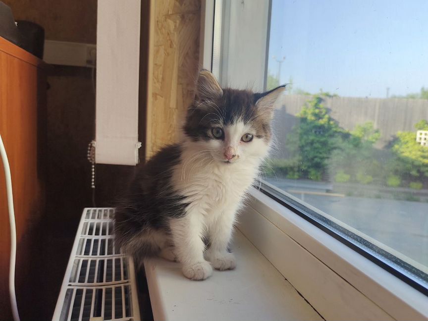 Котенок в добрые ручки