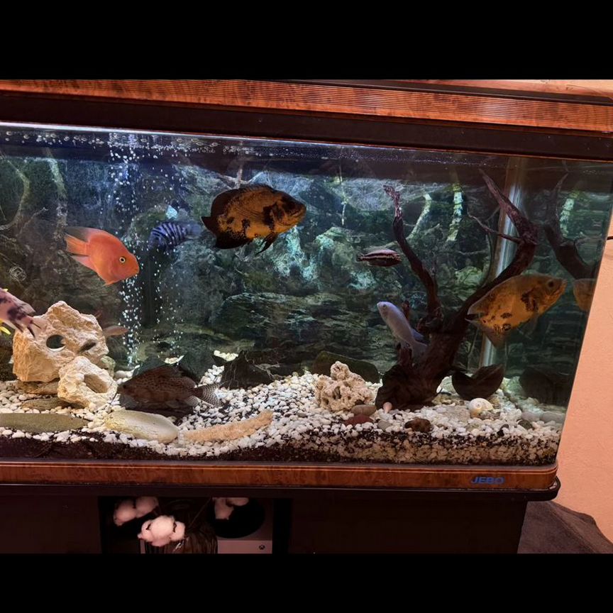 Астронотусы