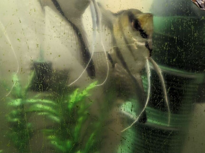 Аквариум рыбки аквариумная рыба скалярии