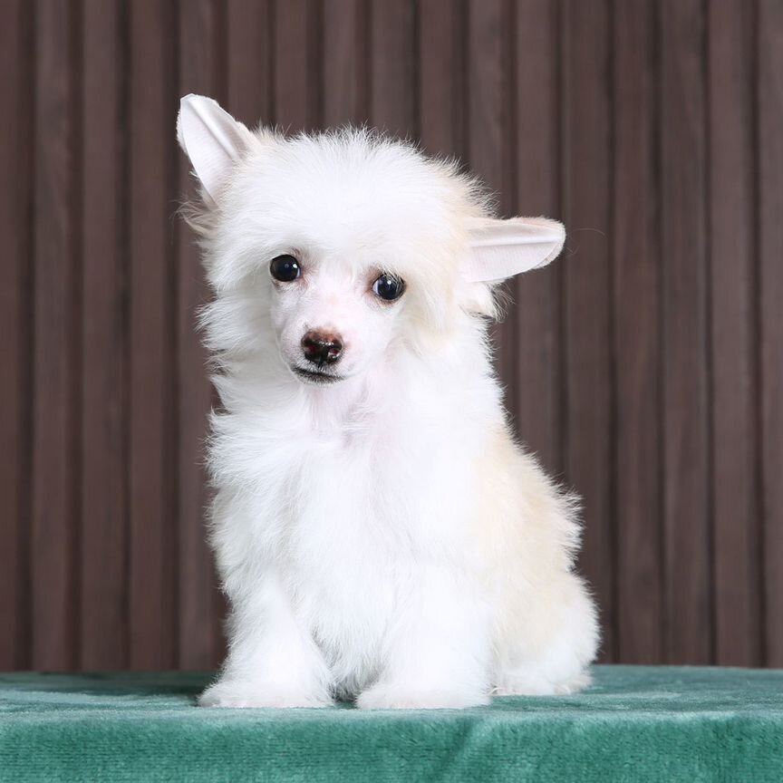 Красивая пуховочка