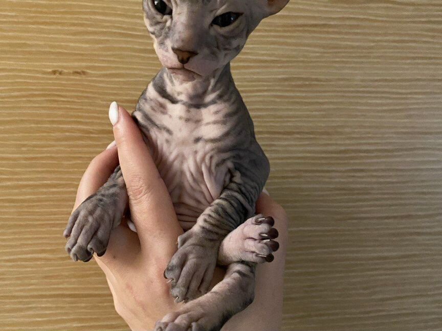 Донской сфинкс котята