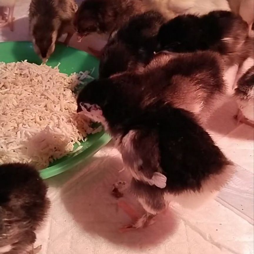 Цыплята виандоты и легбары