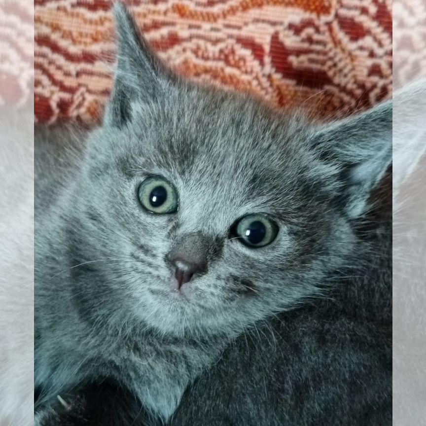 Русский голубой котёнок