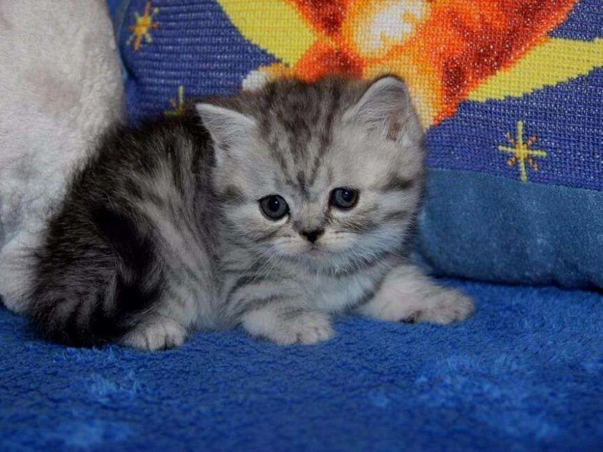 Шотландские игручие котяточки