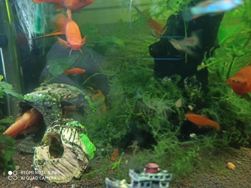 Аквариумные рыбки