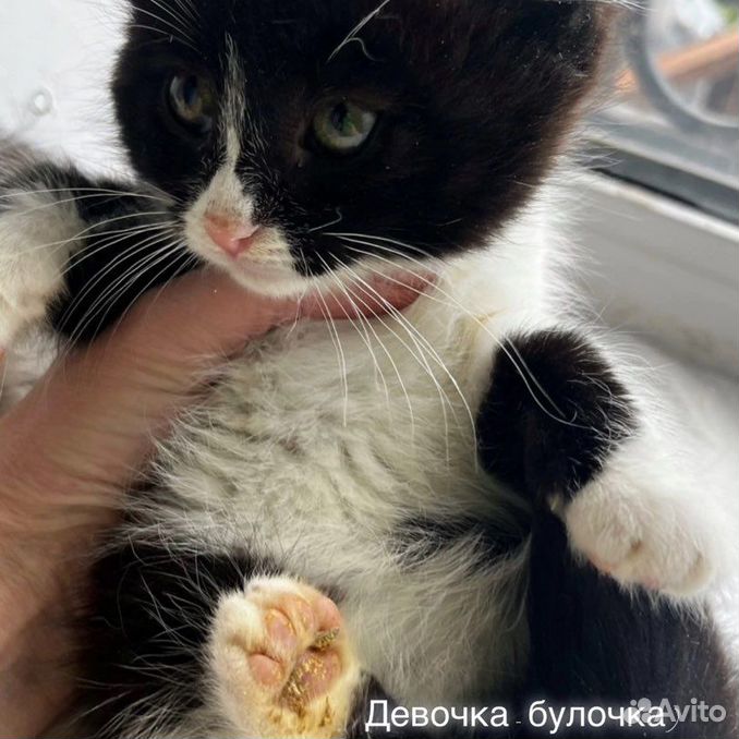 Котята из коробки