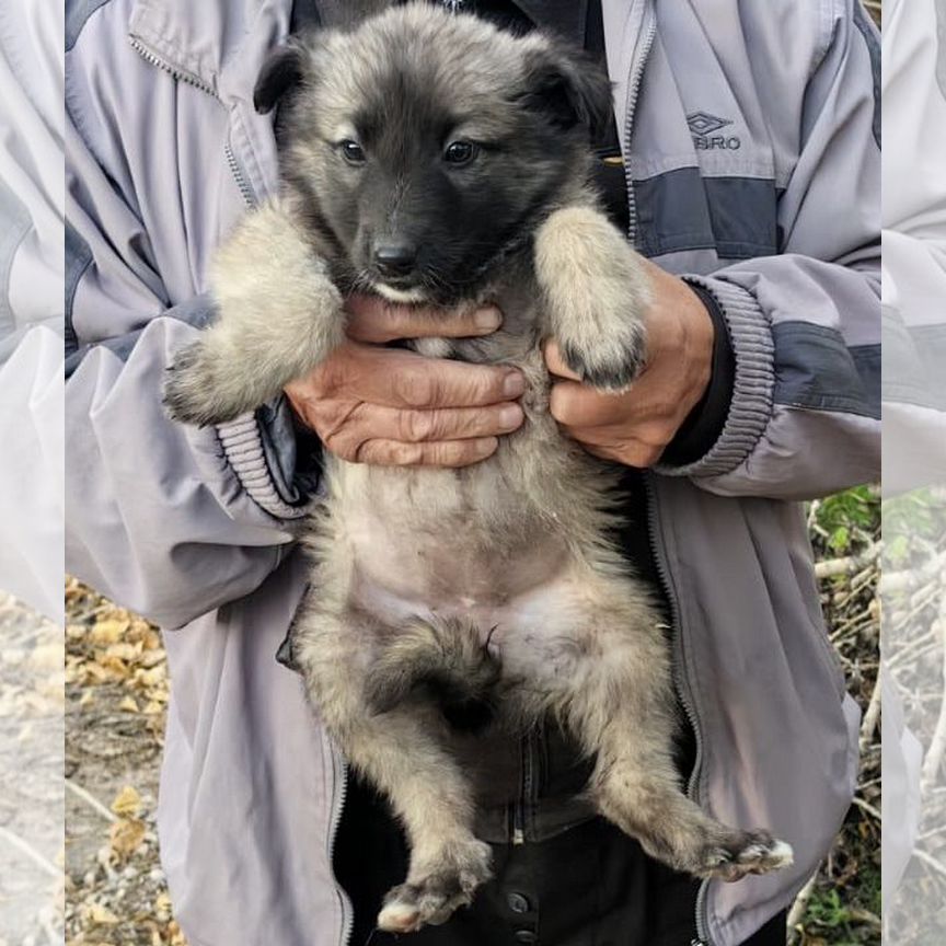 Щенок в добрые руки