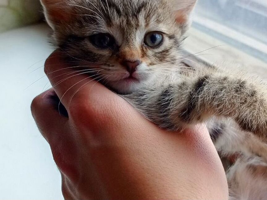 Отдам в хорошие руки кошечку