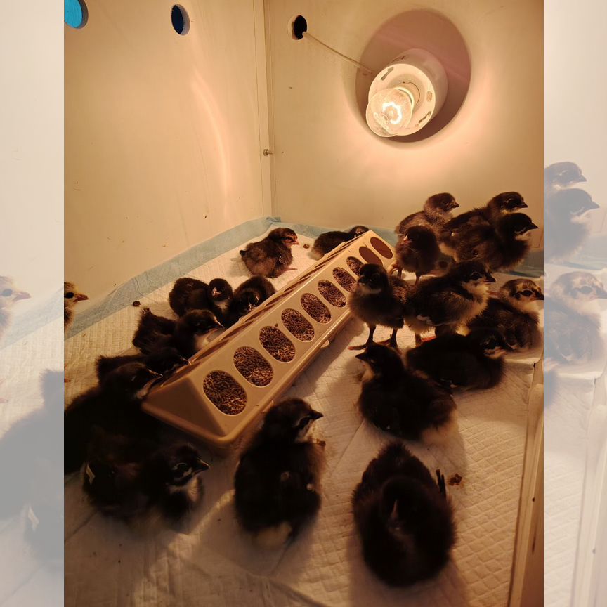 Цыплята несушки, возраст 6 дней
