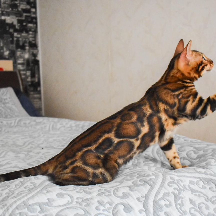 Бенгальская девочка в крупную розетку