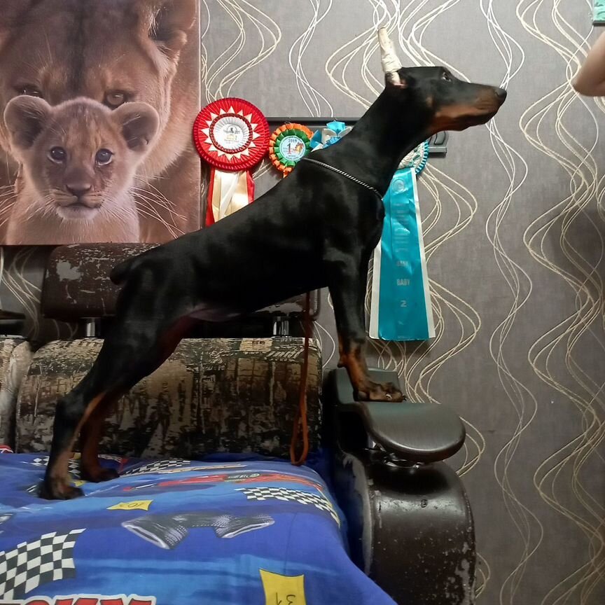 Крутая девочка от питомника