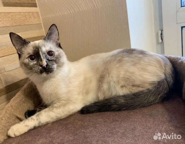 Таечка- нежная кошечка-подросток, 6,5 месяцев