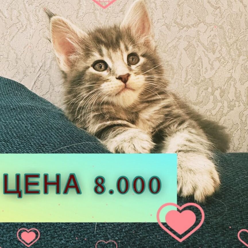 Мейн-кун котёнок