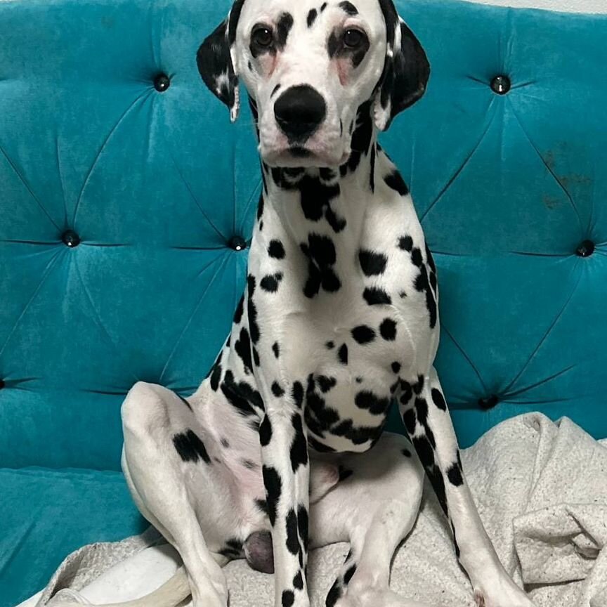 Далматинец вязка