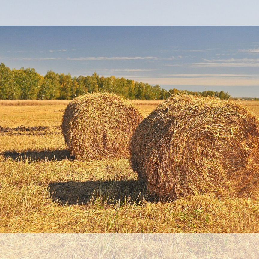 Сено солома в рулонах