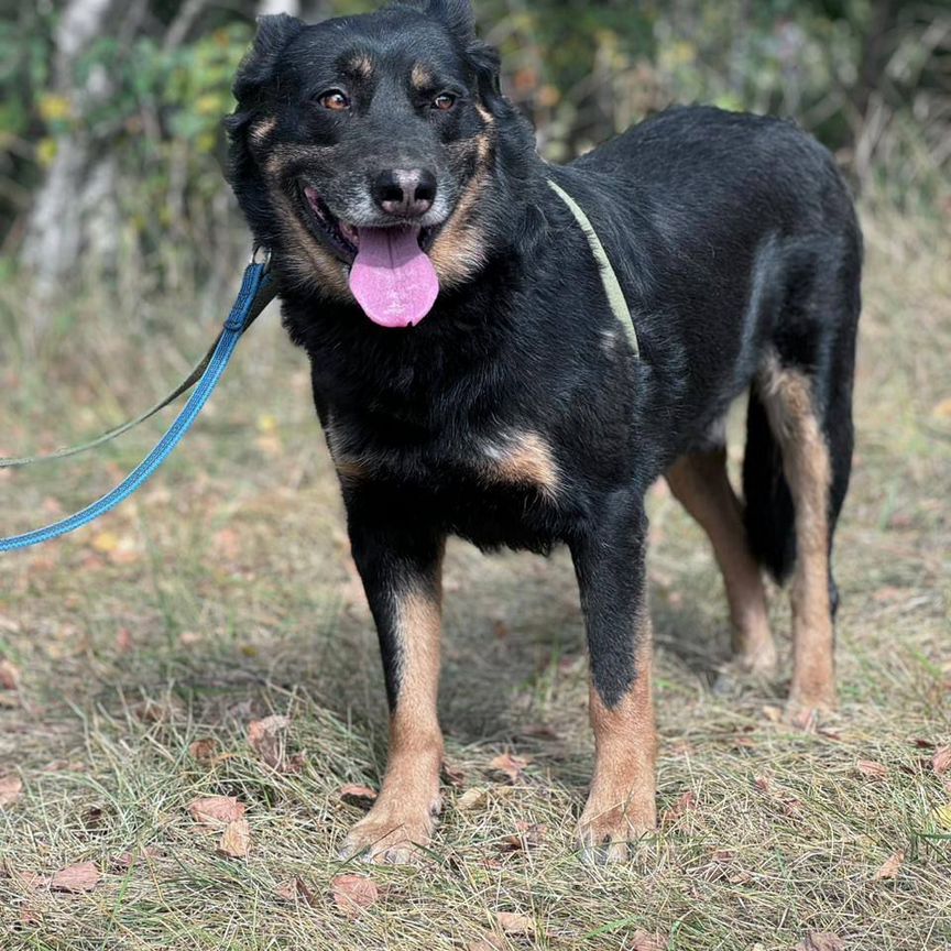 Собака в добрые руки отдам бесплатно