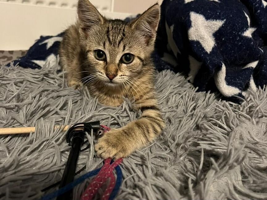 Котёнок
