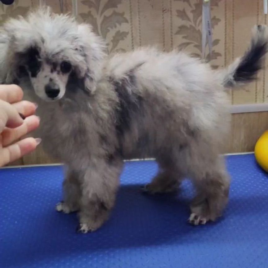 Щенки той пуделя