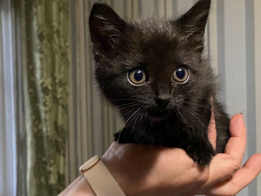 Котенок девочка в добрые руки