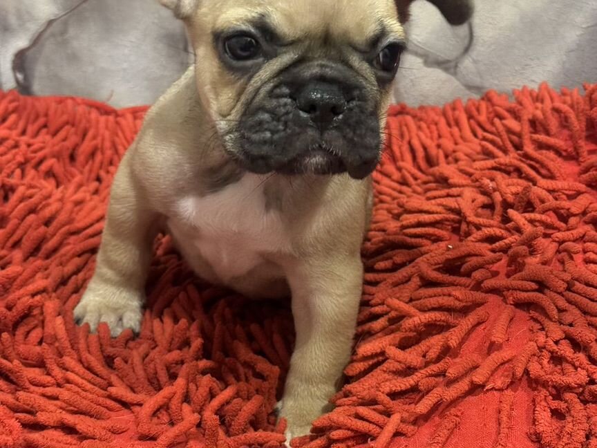 Французский бульдог щенки