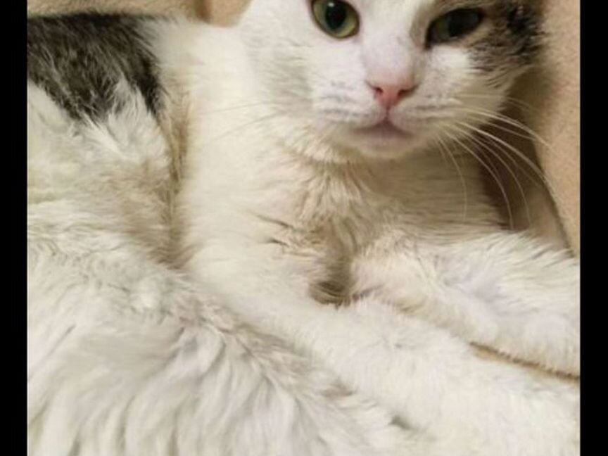 Турецкая ангора