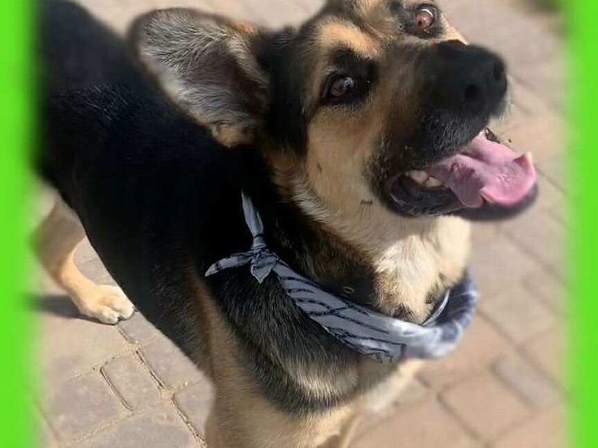 Собака в добрые руки