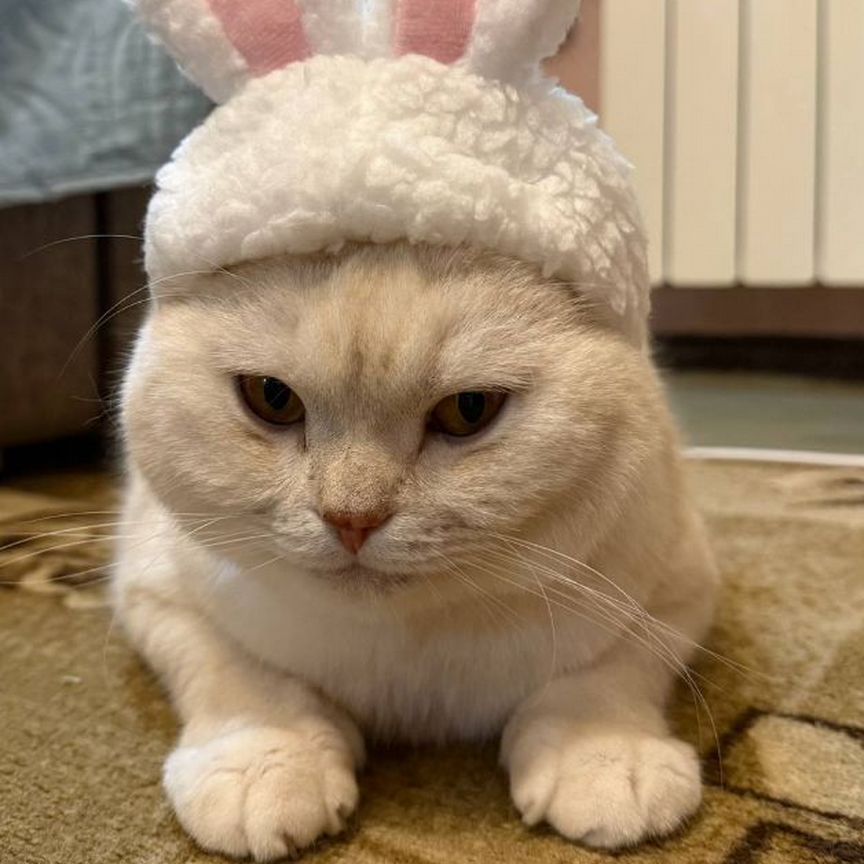 Британский длинношёрстный котёнок