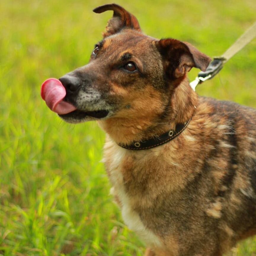 Собака Коди