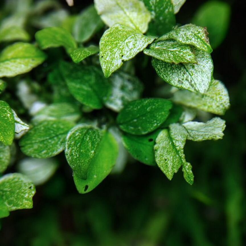 Анубас мраморный sp. Marble