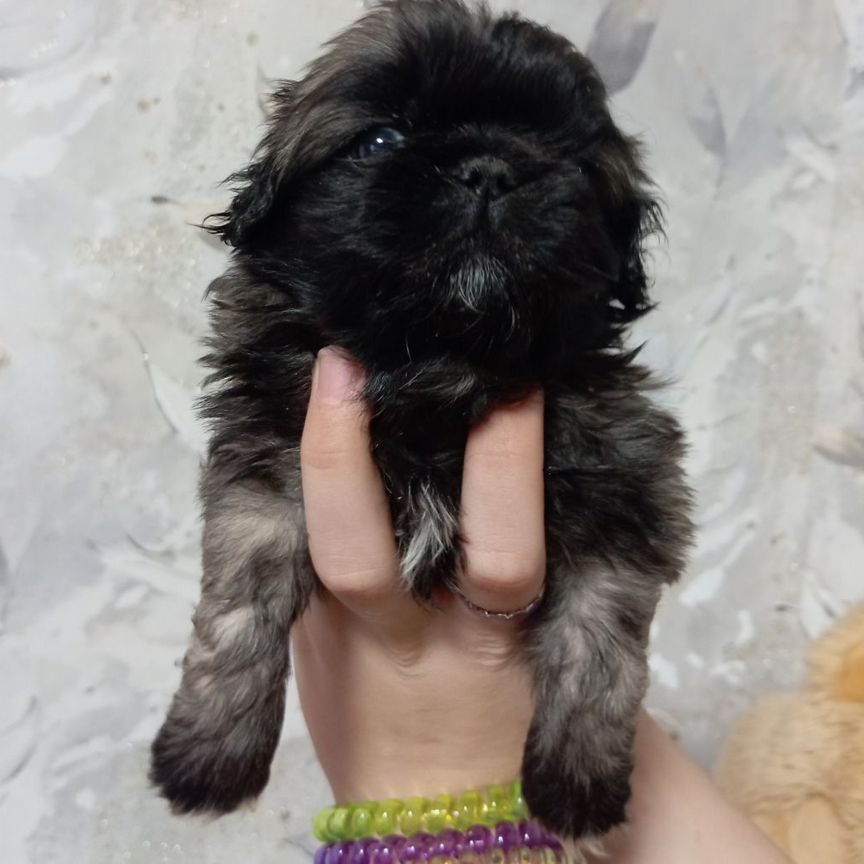 Пекинес мальчик