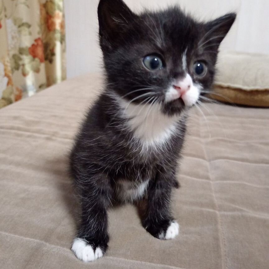 Отдам котёнка в добрые руки