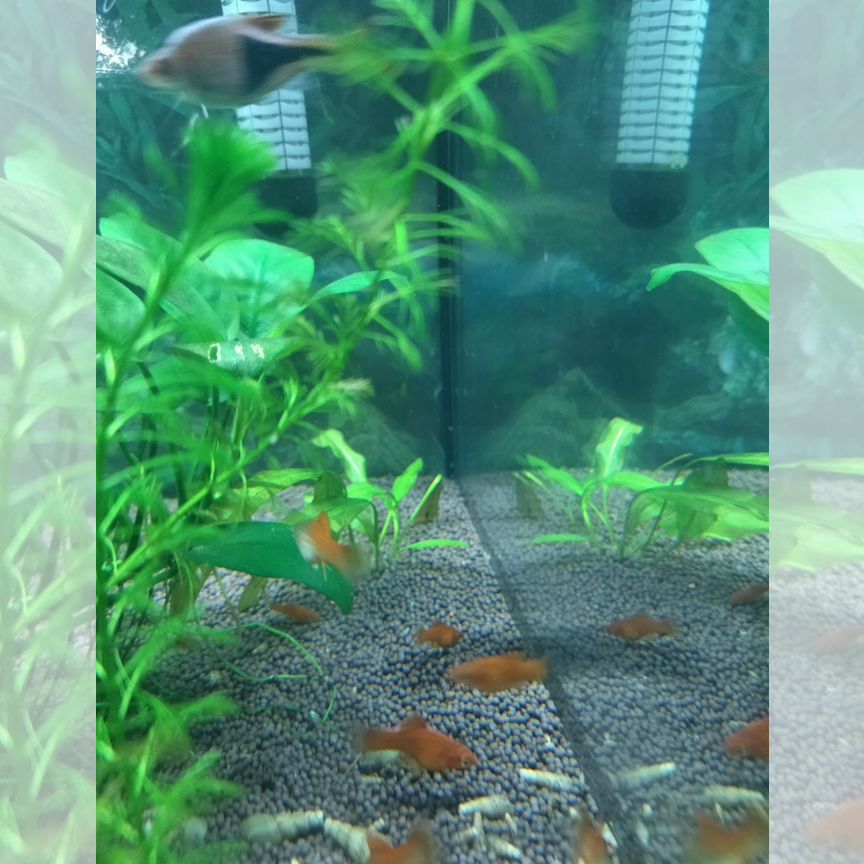 Меченосцы подростки