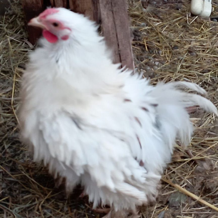 Петушки смесь Кох и шелка