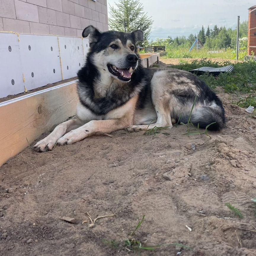 Собака в частный дом, преданный друг