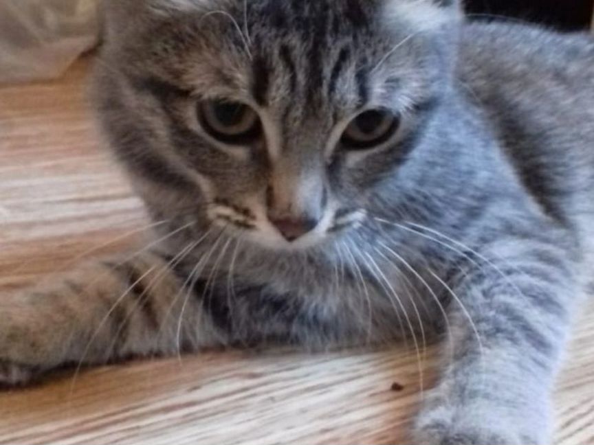 Котик в добрые руки