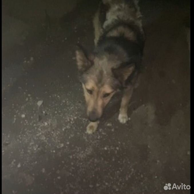 Пёсик ищет дом