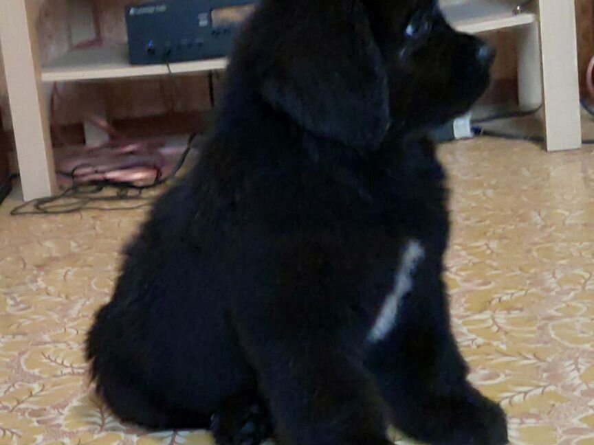 Ньюфаундленд