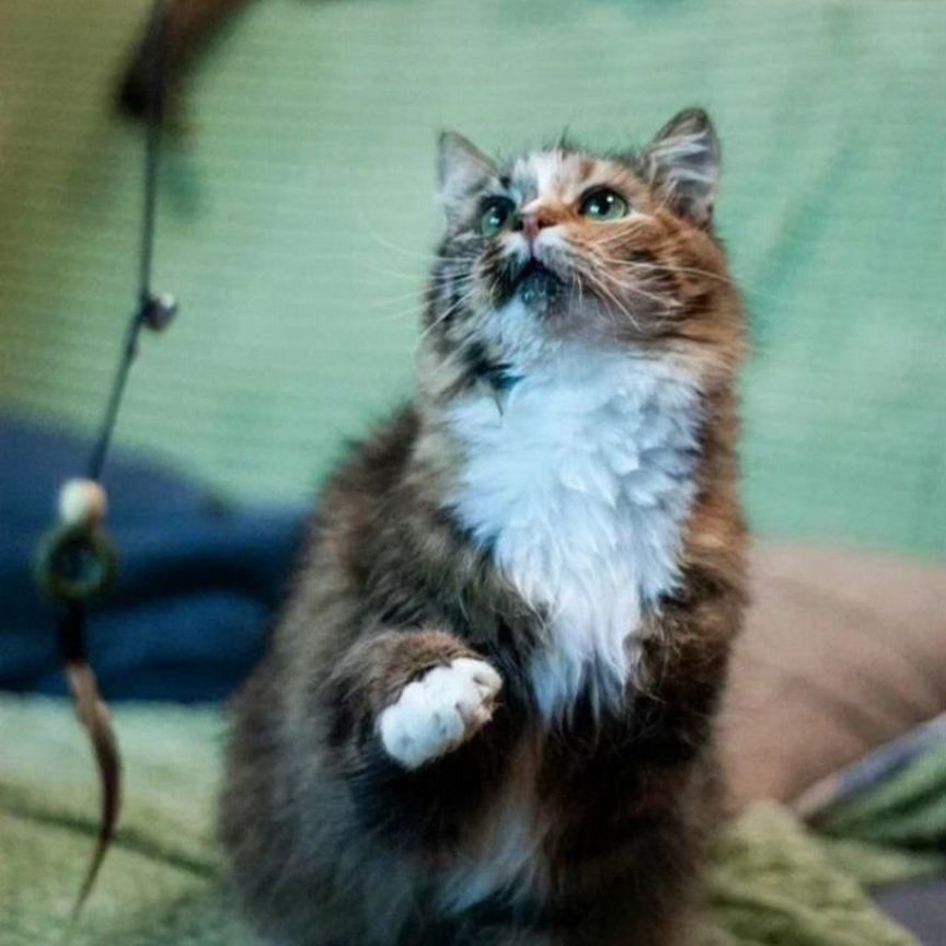 Пушистая красавица Айрис в самые добрые руки