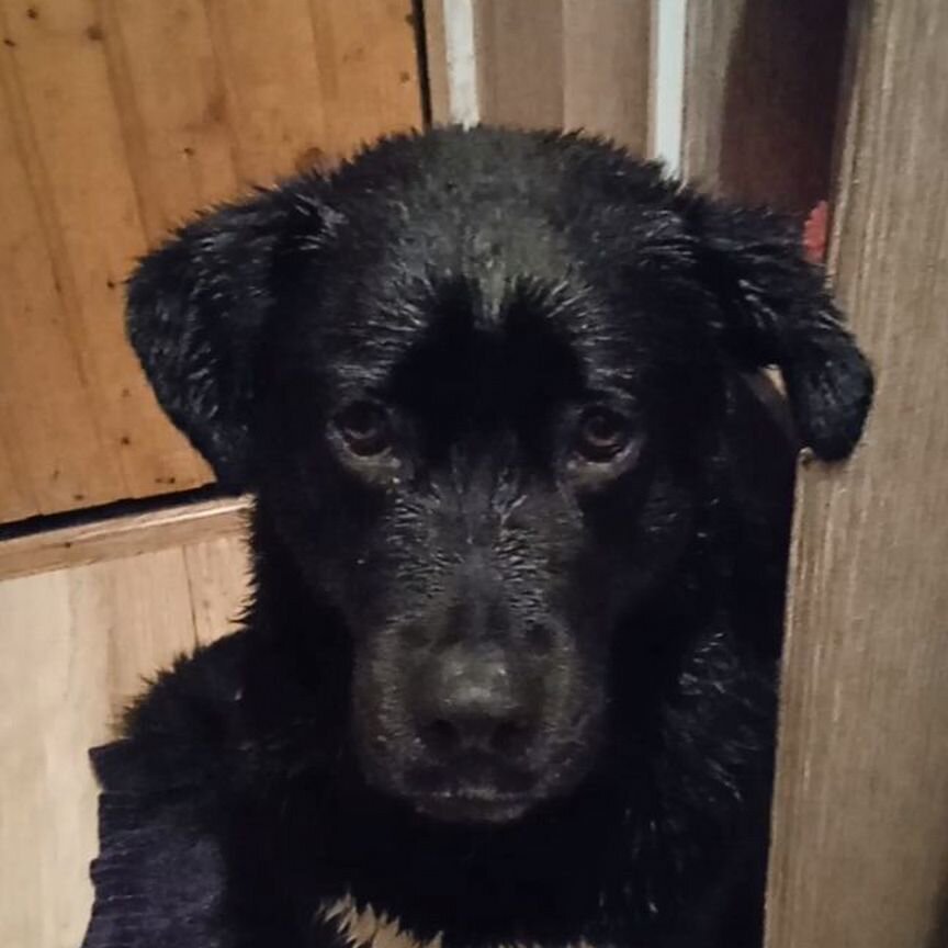 Коне корсо-Лабродор