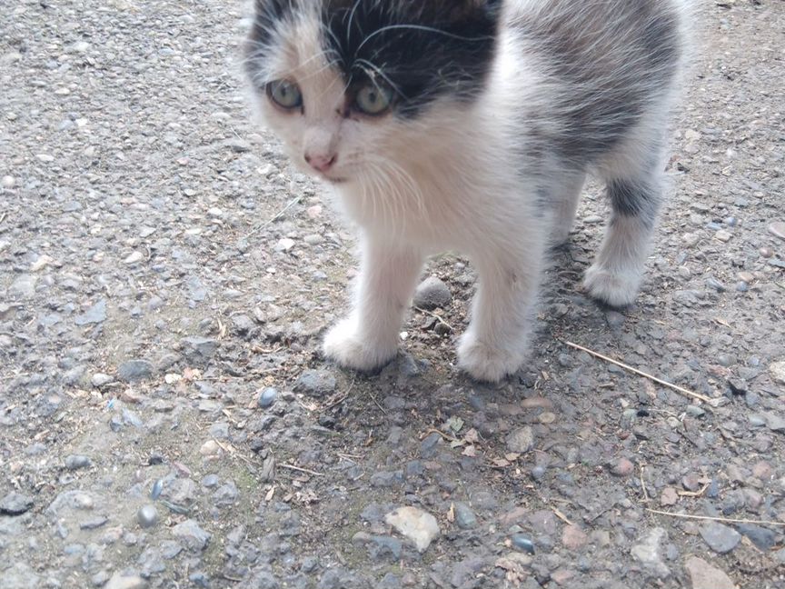 Отдам котят, активные, здоровые, кушают все
