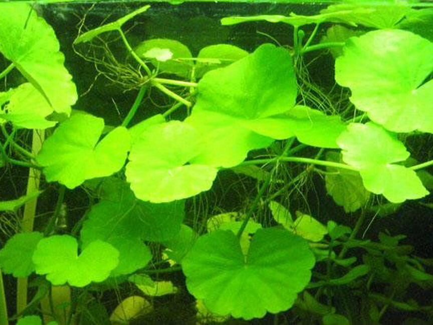 Аквариумные растения